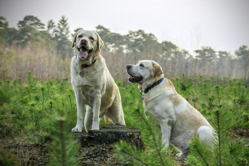 Pick the right temperament first: 13 breeds commonly described as ...