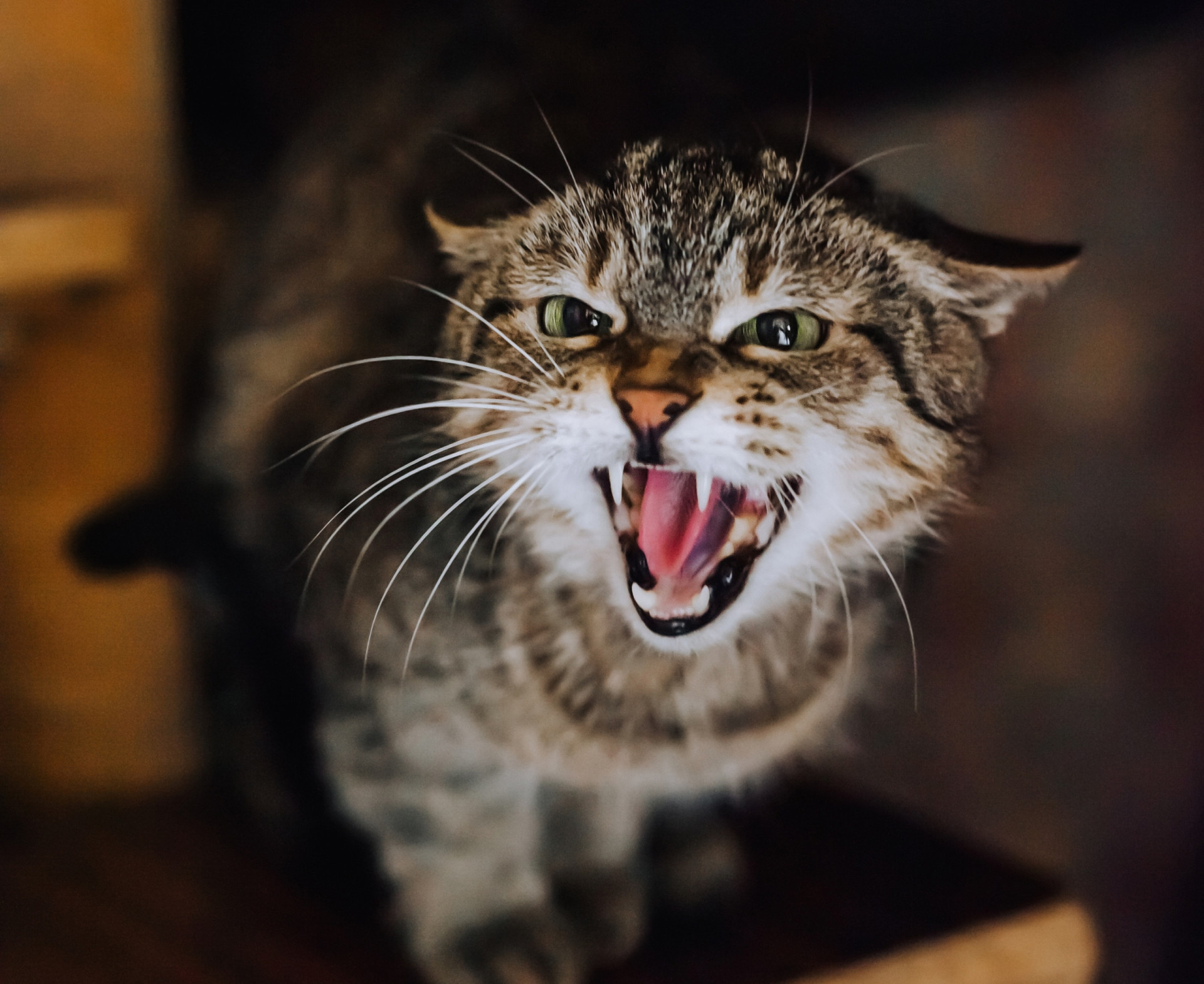 Why do cats hiss, and what are they trying to tell us?