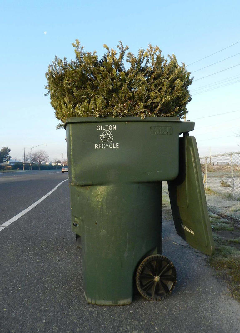 Taking down your Christmas tree in Merced? Here's how to get rid of it