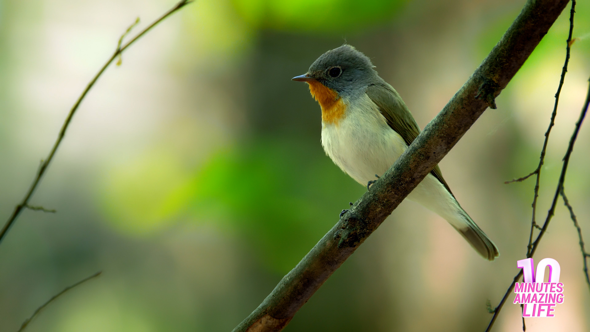 I filmed a small bird and caught a rare moment