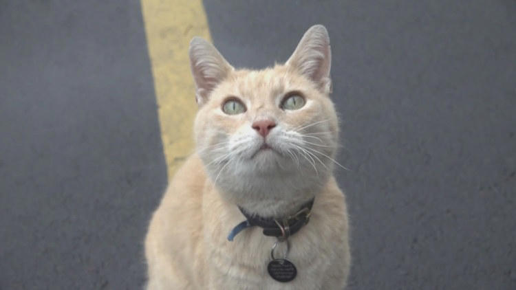 Famous Hamish: The 'tail' of the Crystal Bridges cat