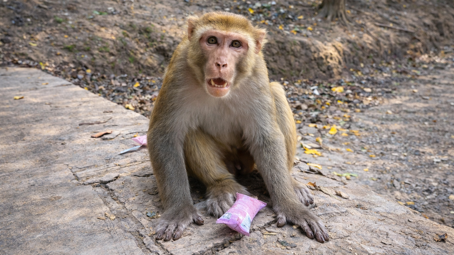 Funny monkey looks so happy with bread