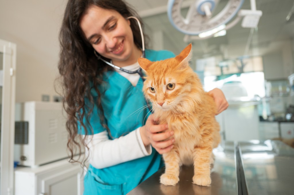 Cat owner spends $400 at vets, diagnosis leaves internet in hysterics