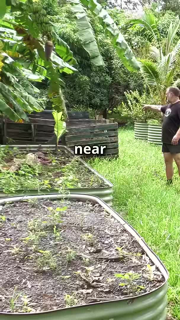 Cutting back a perfect bunch of bananas