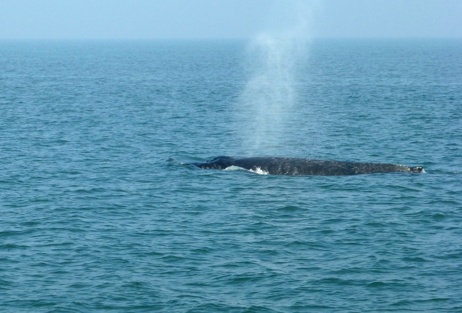 Twee bultruggen voor de Noord-Hollandse kust gespot: 'Zag enkele blows'