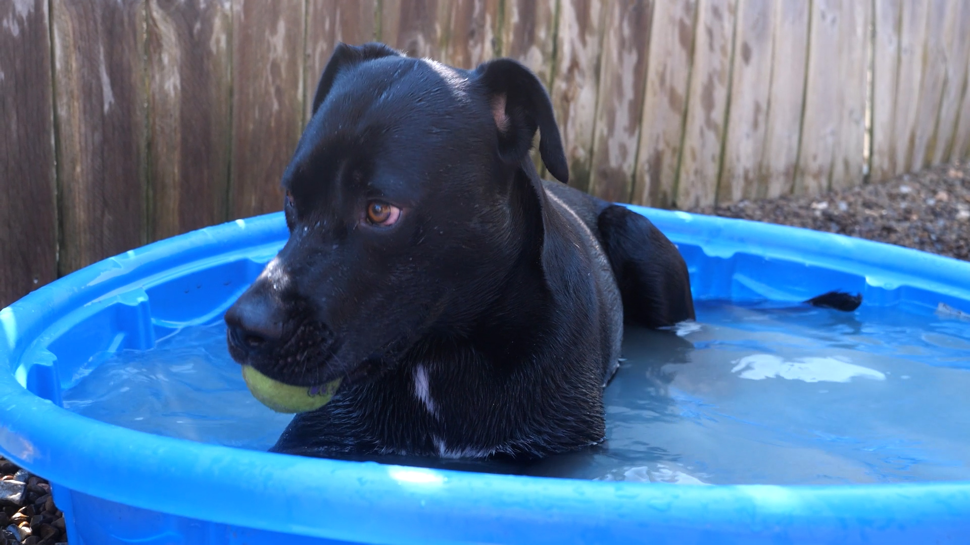 Purina Presents: Meet Partner in Pet of the Week