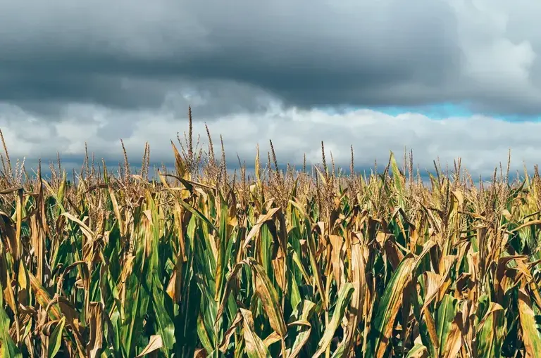 How America's corn belt is changing - and why it matters