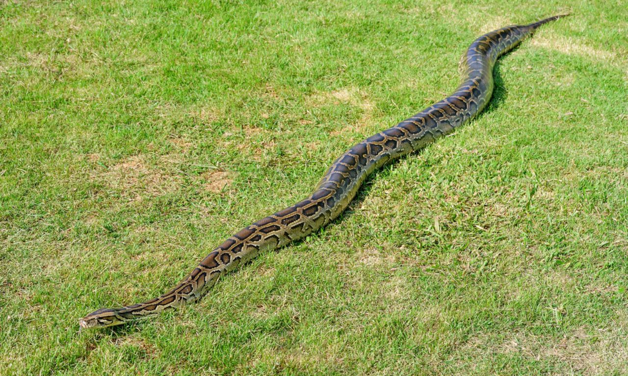 Florida's Burmese pythons are a bigger problem than originally thought ...