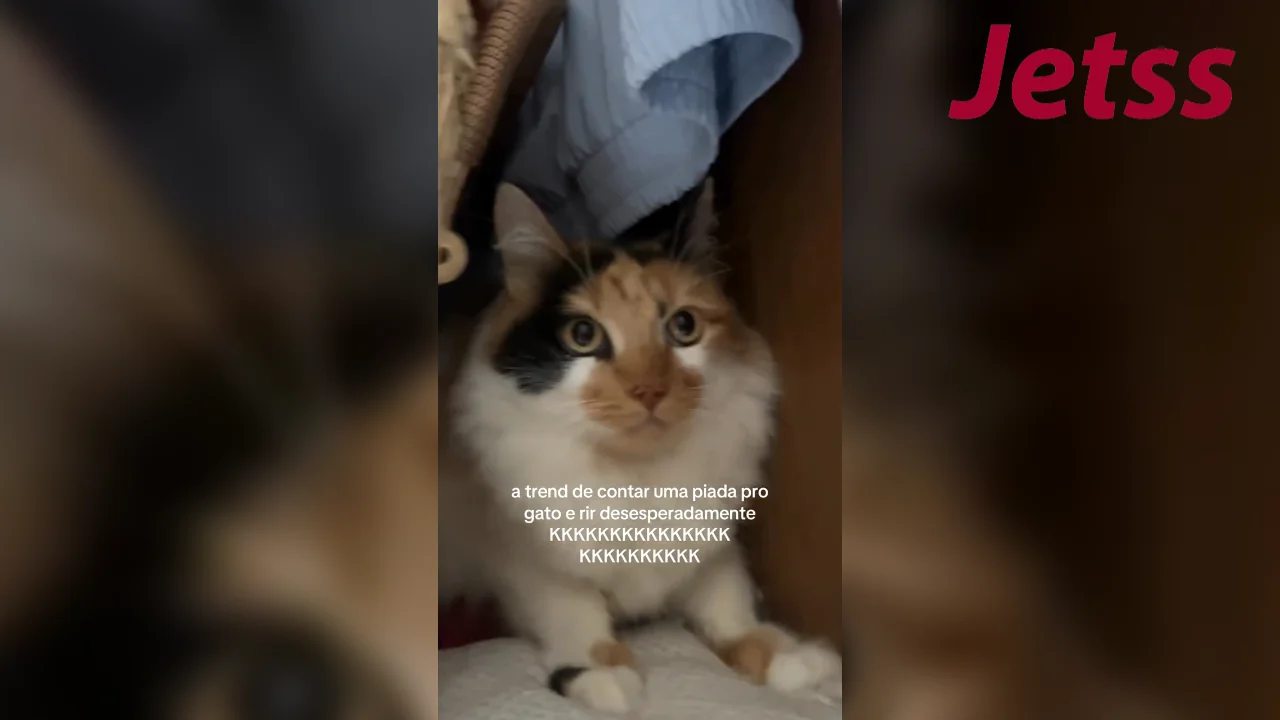 Que susto! Gato tem reação hilária ao ver tutora dar risada desesperada ...