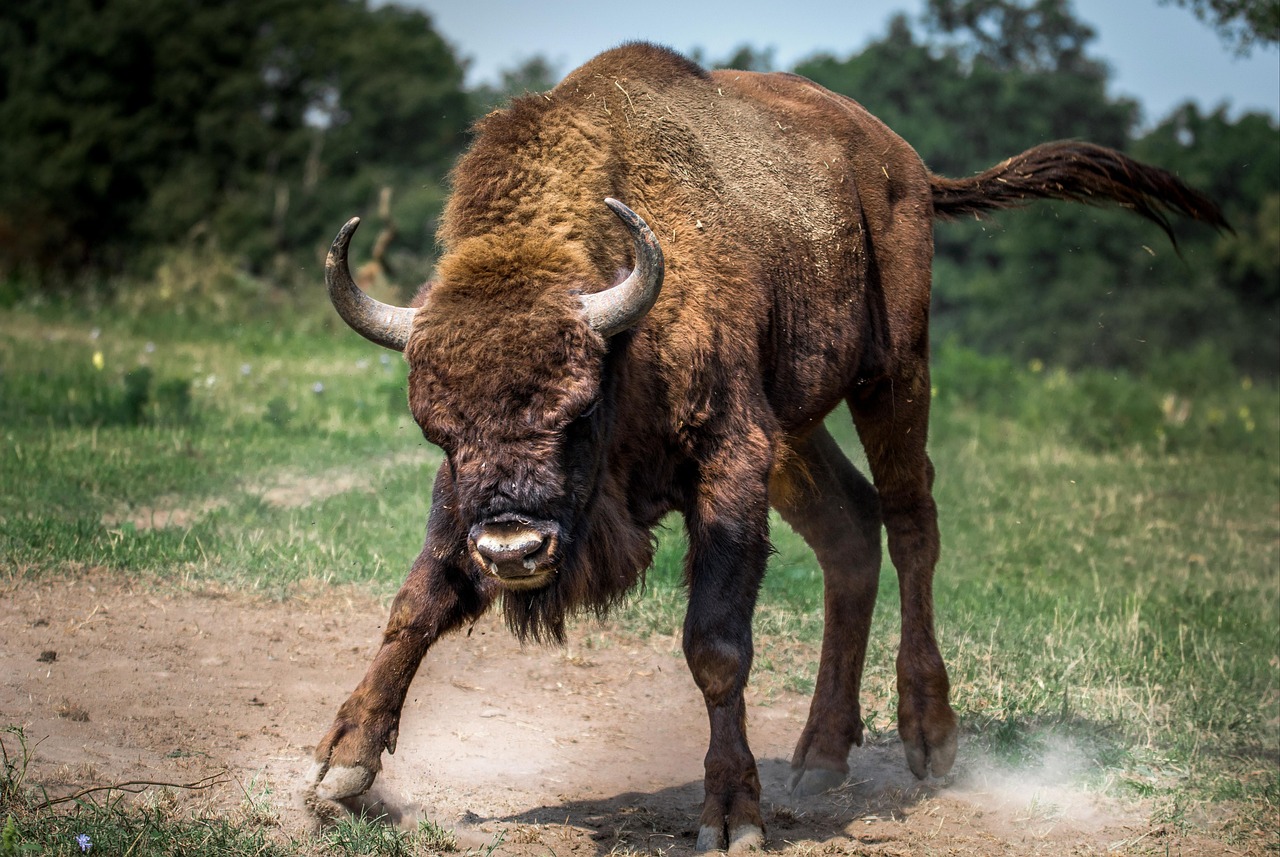 7 animals proven to stand their ground against a grizzly