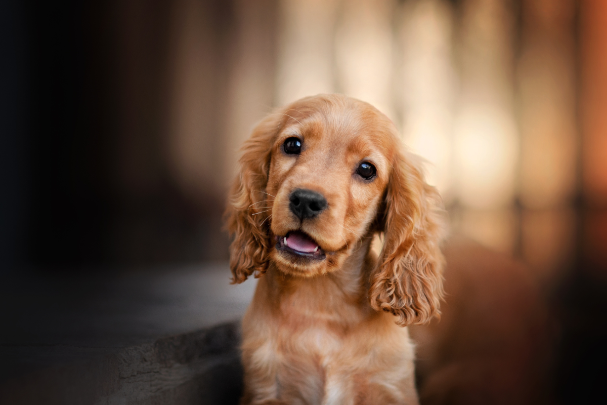 Tiny cocker spaniel puppy runs through every trick he knows for a treat