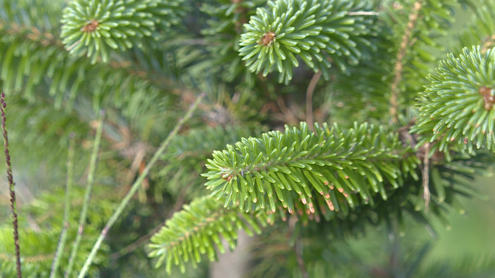 Compost your Christmas tree at the curb or landfill in Iowa City