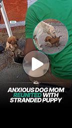 Anxious mother dog reunited with her missing puppy