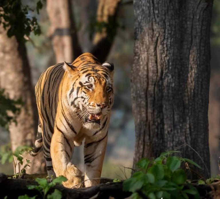 Balaghat: The forgotten wild heart of India