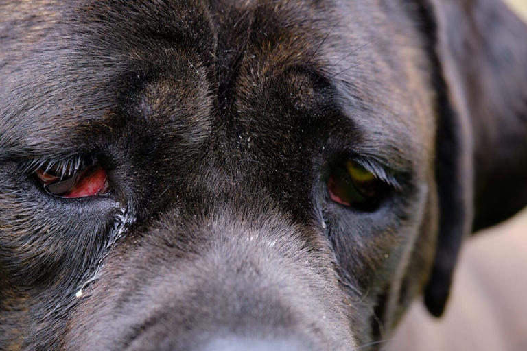 What is “cherry eye” in dogs?