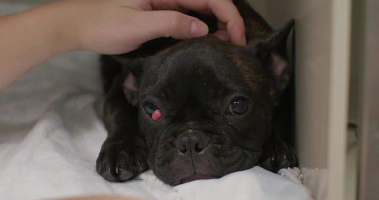 What is “cherry eye” in dogs?