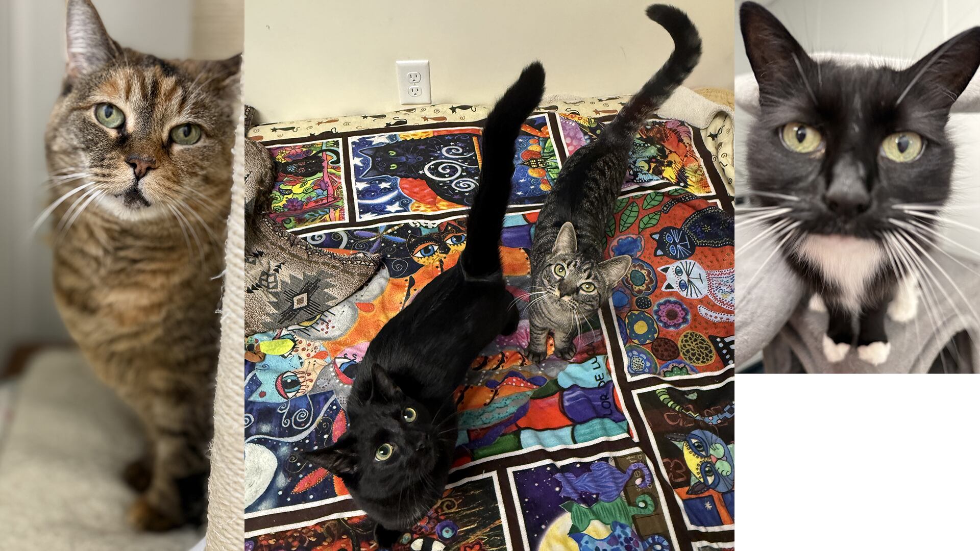 Pets with potential: Mischa, Stuart, Ashton and Caroline