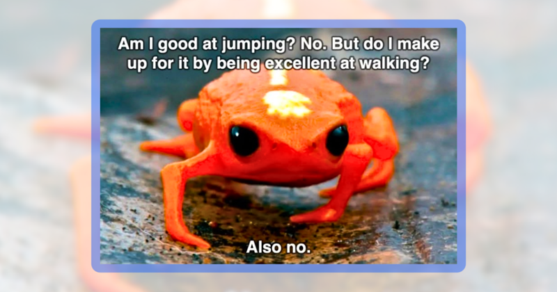 25 wholesome wildlife memes to add warm fuzzies to your frosty day
