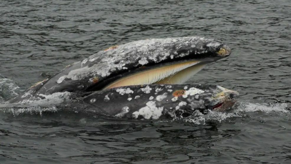 Whale watching season begins along the coast