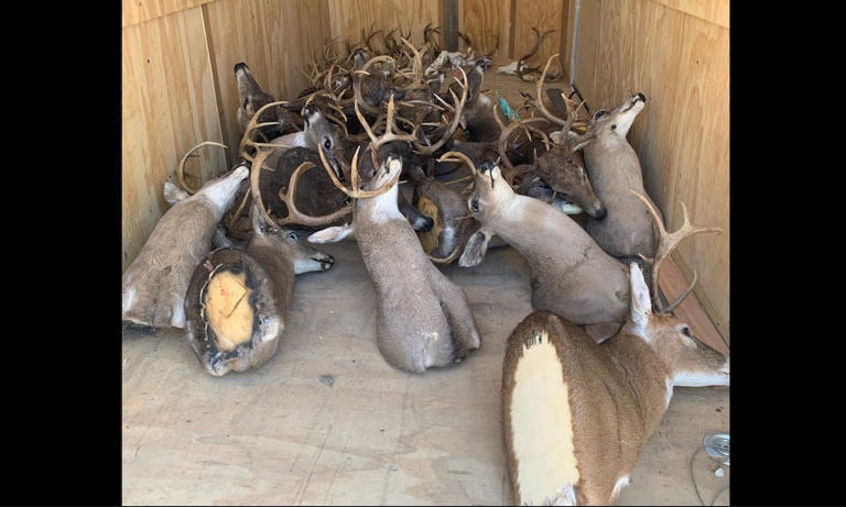 Poacher of 50 deer gets prison sentence, lifetime ban from hunting