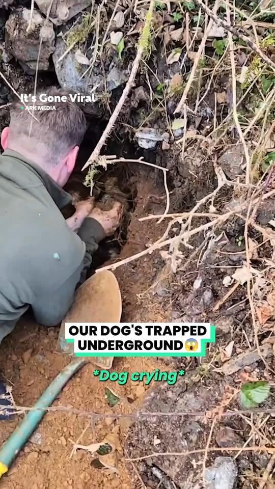 Hero man saves trapped dog