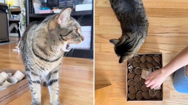 Woman reveals brilliant hack using old toilet paper tubes: 'Such a ...