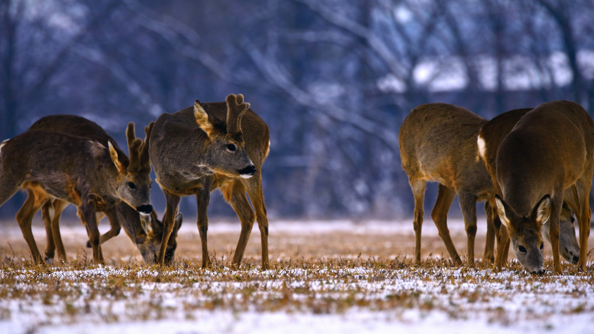 Winter grazing beneath frosted trees