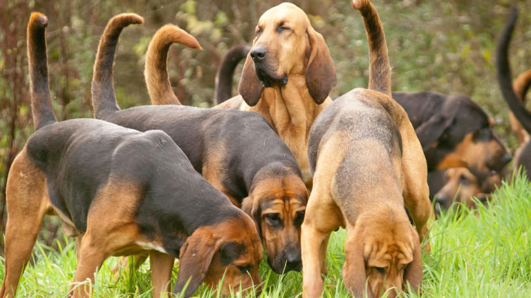 Bloodhound group relieved to escape hunting ban