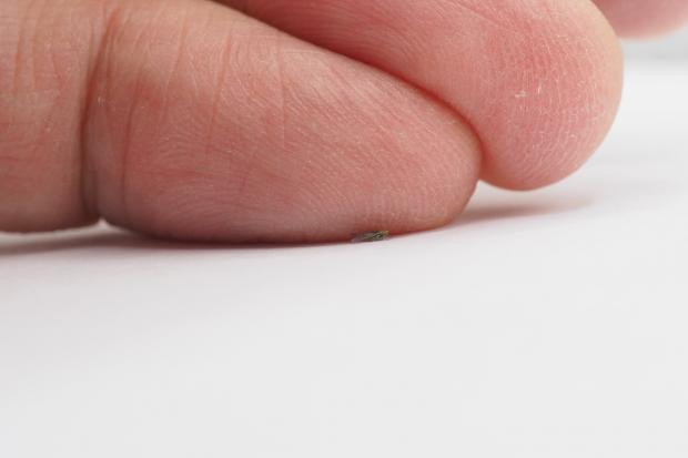 Essex wildlife enthusiast first to find species of insect new to UK