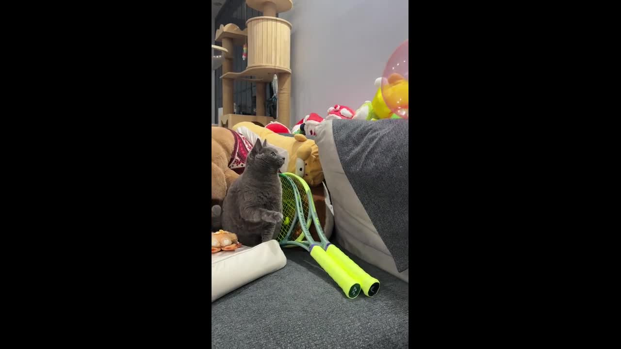 Cat cautiously plays with balloon until it pops in Hubei, China