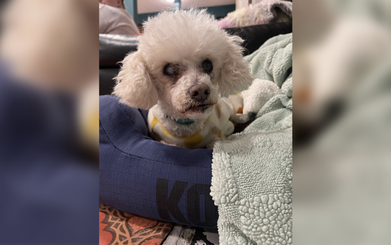 Sweet & gentle 11lb little poodle needs a cozy place to call home