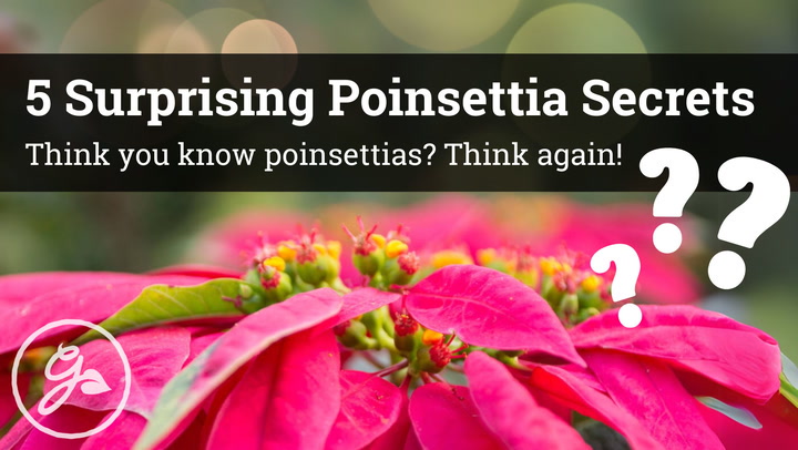 Poinsettia secrets revealed: How to keep them vibrant