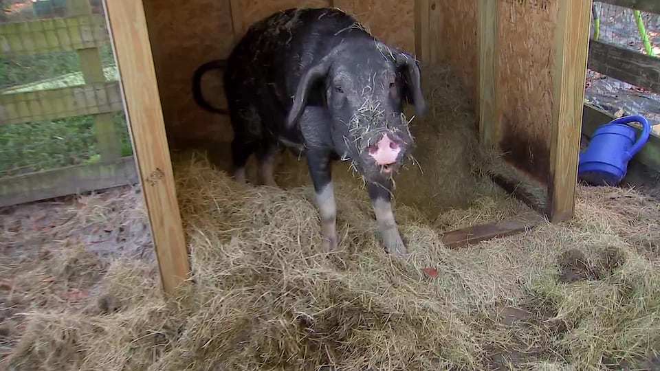 Local farm animal sanctuary gives pig a second chance at life