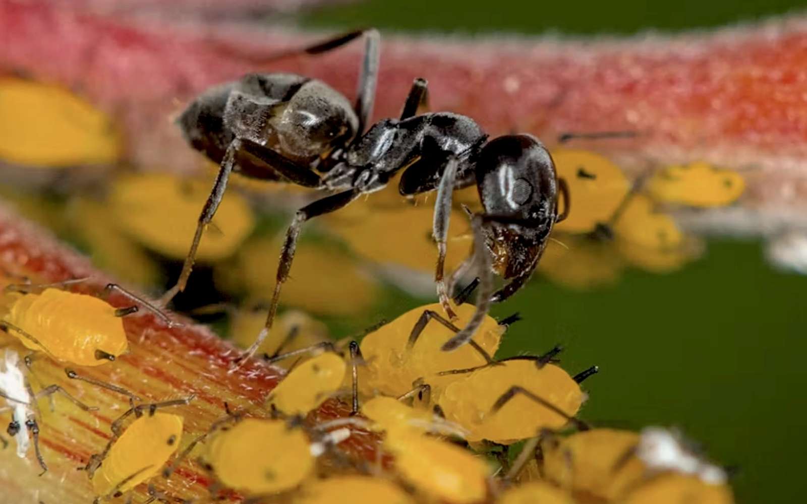 Ce que l’on sait de « Tapinoma magnum », la fourmi noire et brillante ...