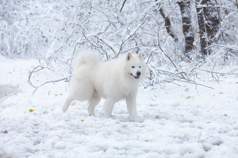 How different are these white dog breeds?