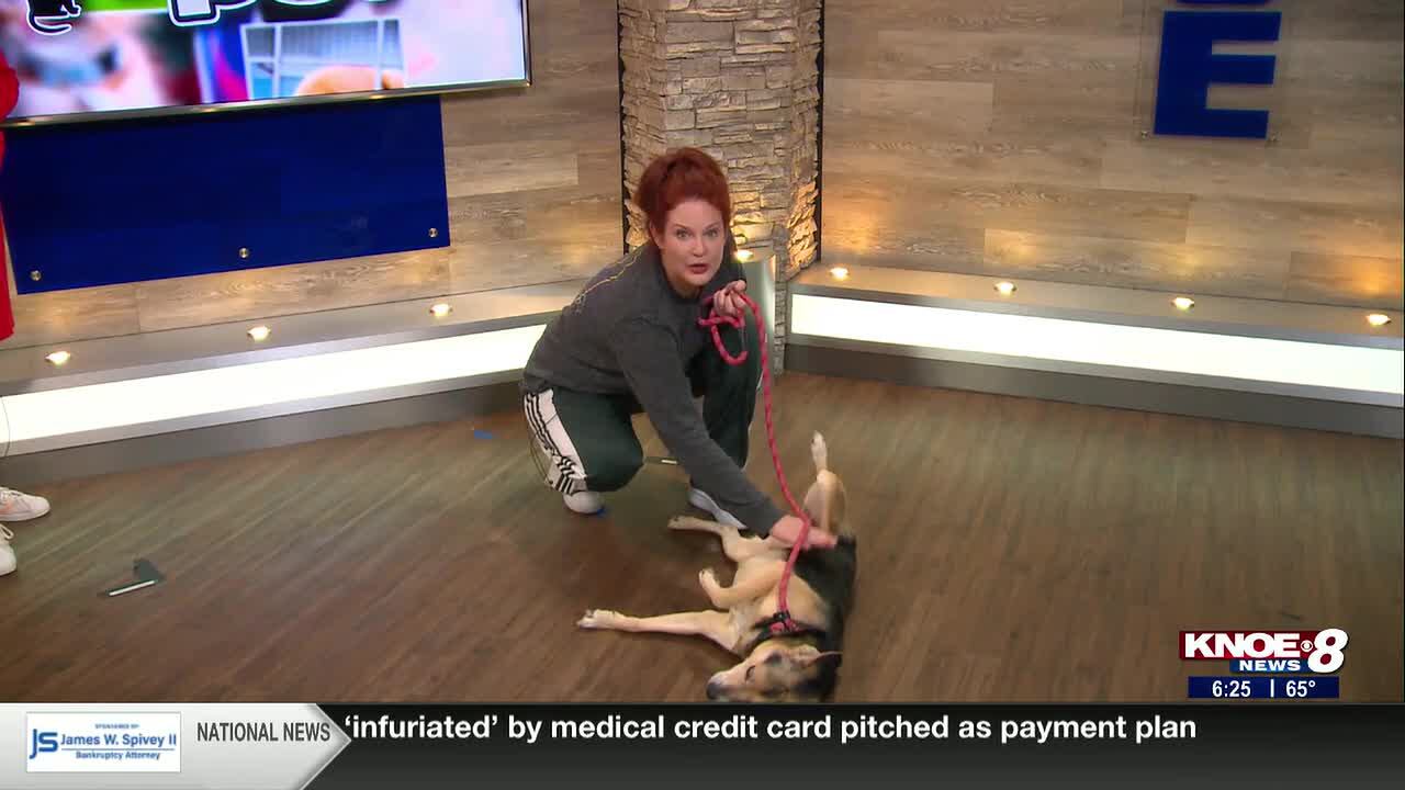 Adopt a pet: Charlie!