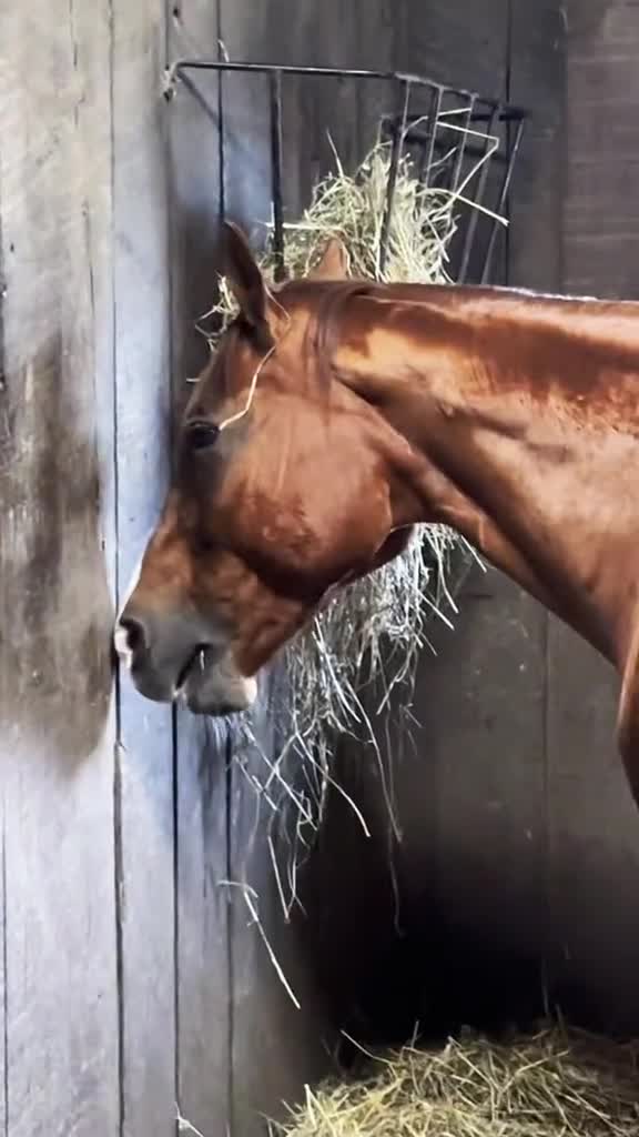 Red flags of my broodmares: Equine edition