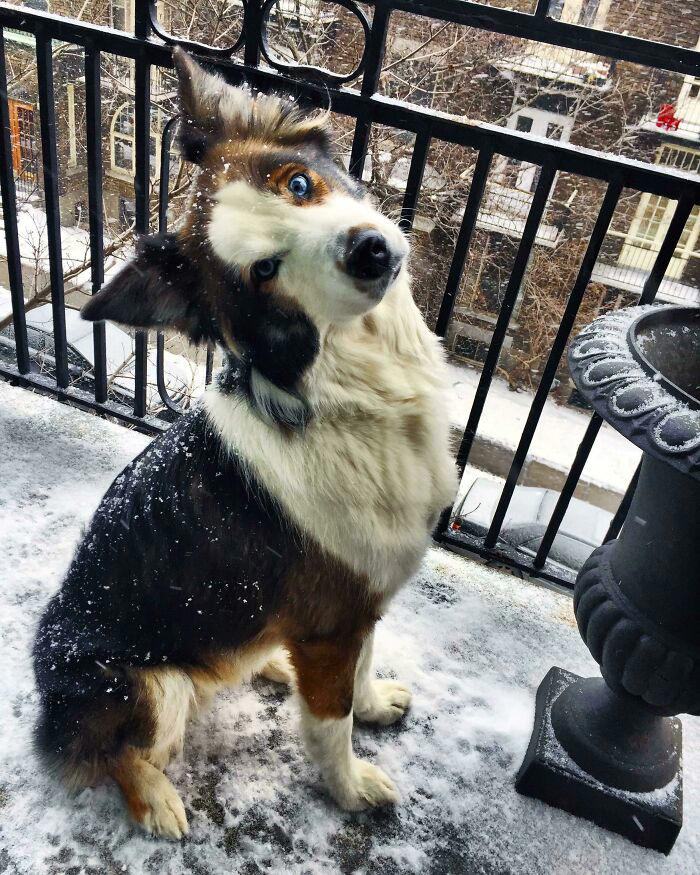 50 wholesome rescue pet pics to heal your soul