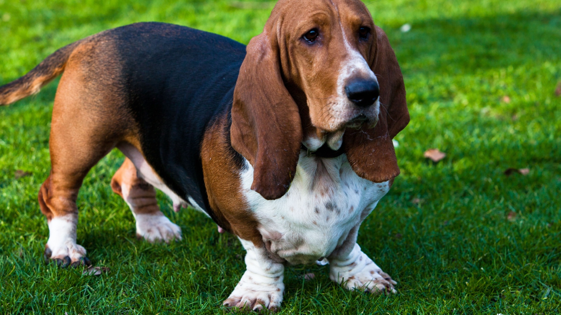 Low-maintenance dogs that still have big personalities