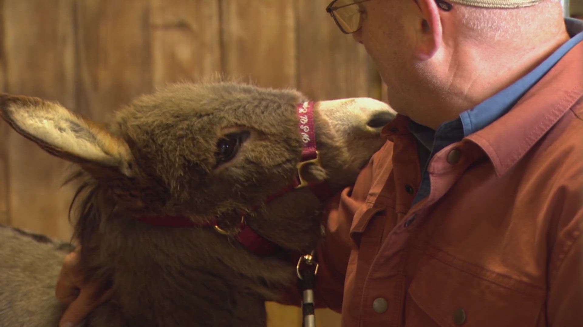 A baby donkey born premature underwent leg amputation surgery