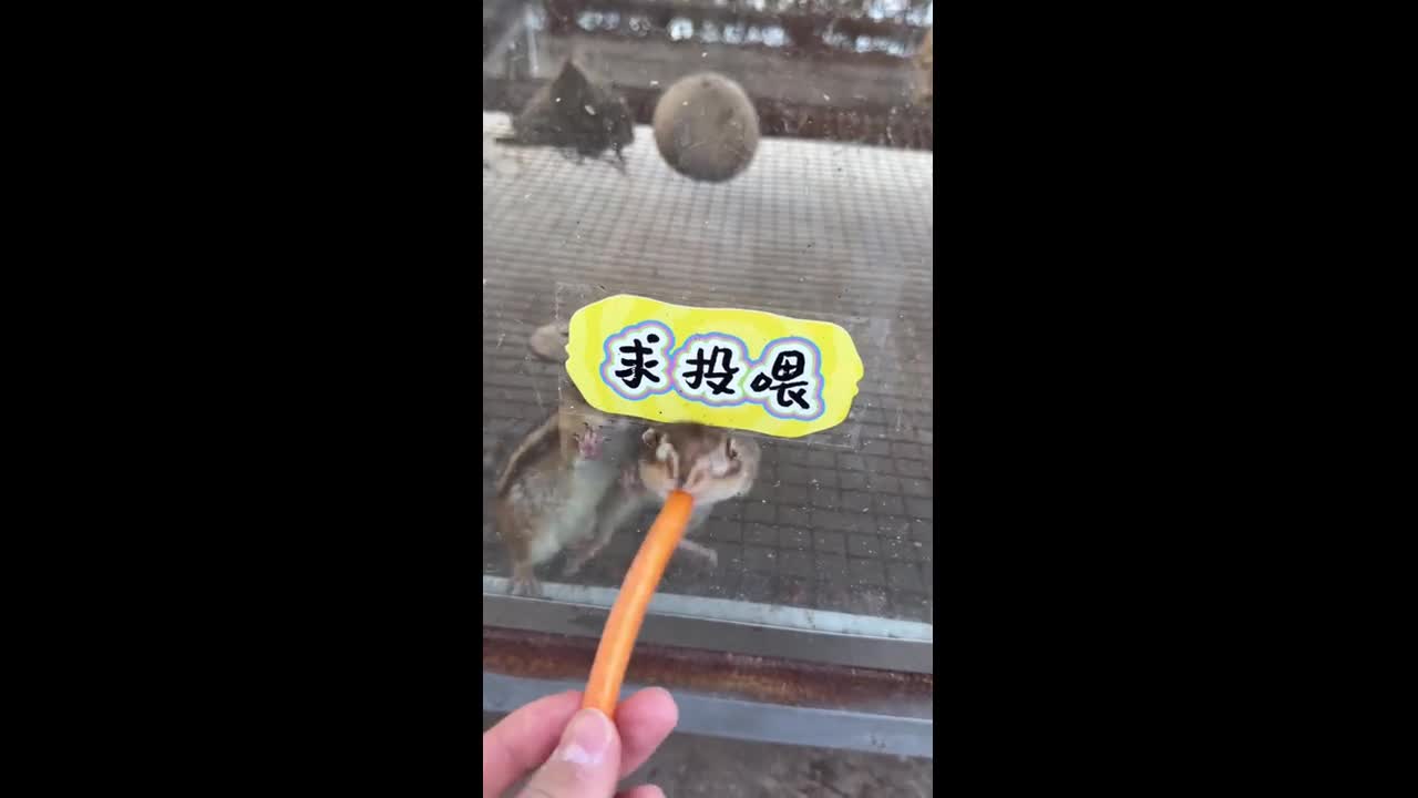 Squirrels eagerly share carrot snack in Anhui, China