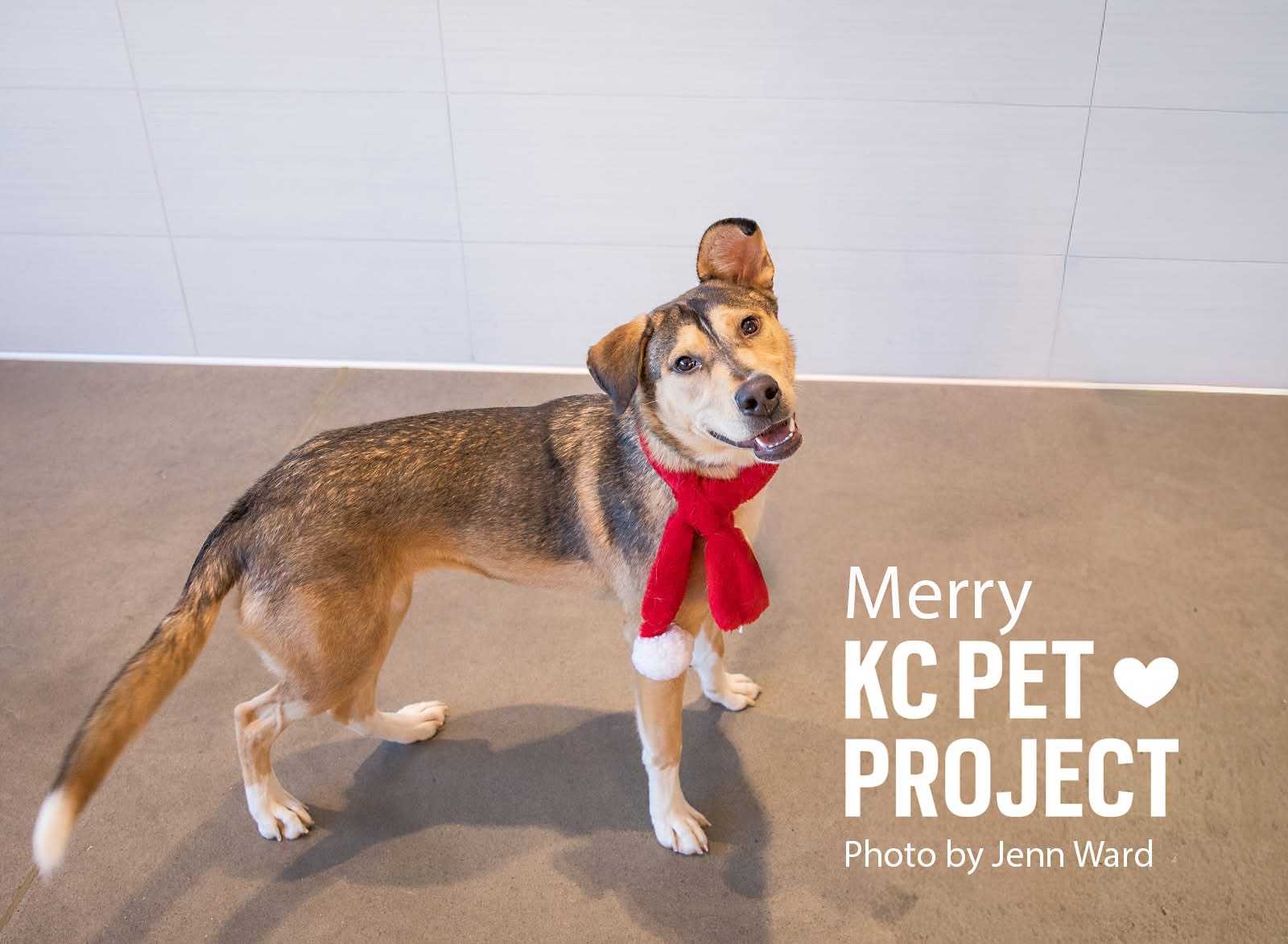 KC Pet Project waives pet adoption fees through Dec. 31