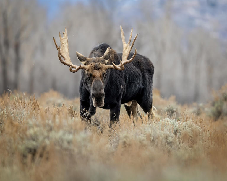 'Turn around!' clueless hikers walk past giant moose (video)