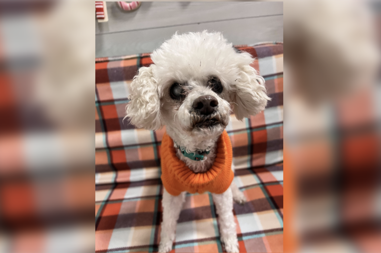 Sweet & gentle 11lb little poodle needs a cozy place to call home