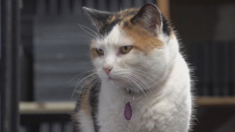 How a stray cat turned into pest control at the Dawes Arboretum