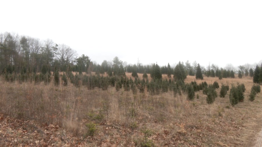 Christmas season is over: How to properly dispose of your tree