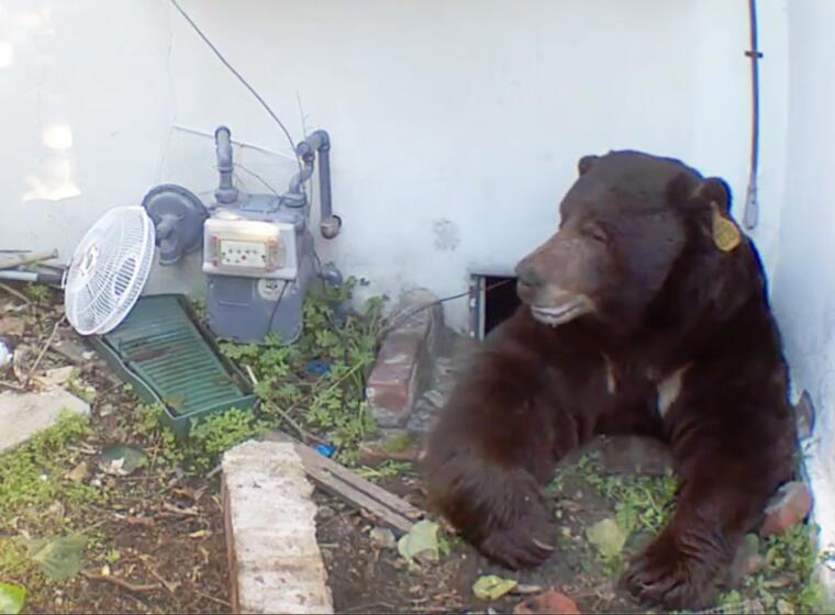 Latest Altadena bear squatter is gone — for now. Why it won't be the last