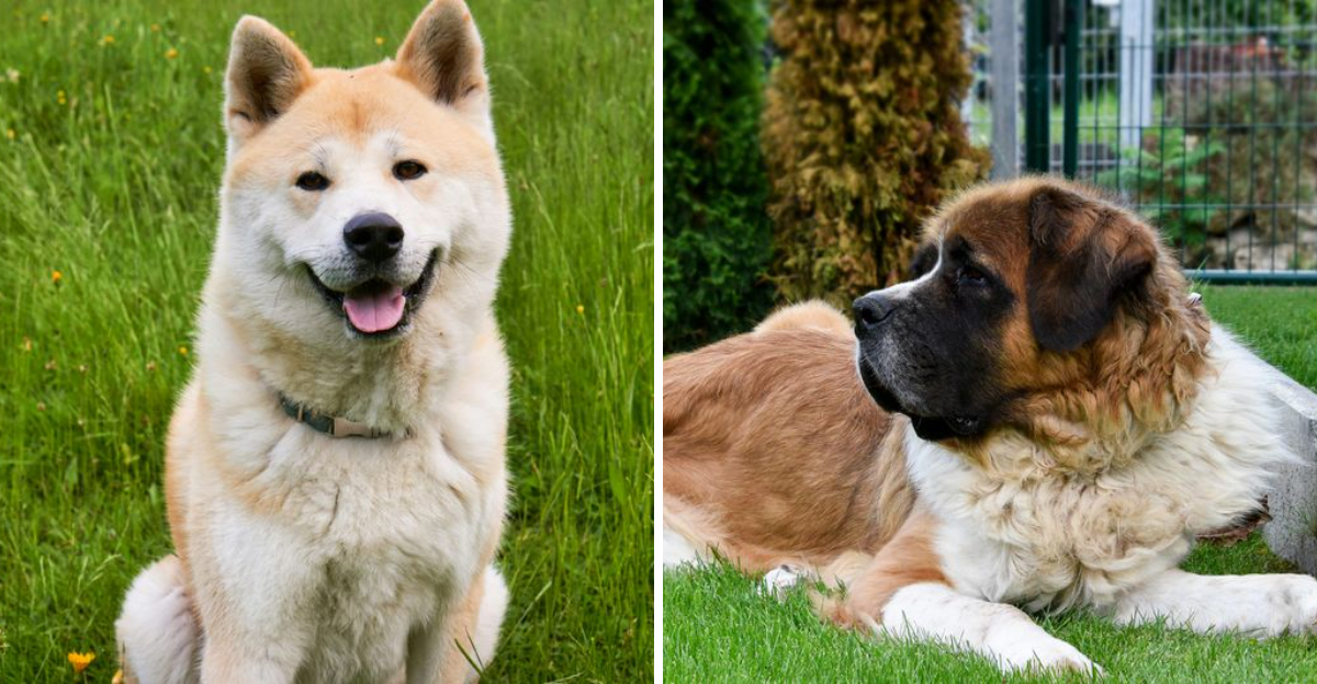 Stay away from these 11 popular dog breeds if you can’t stand fur ...