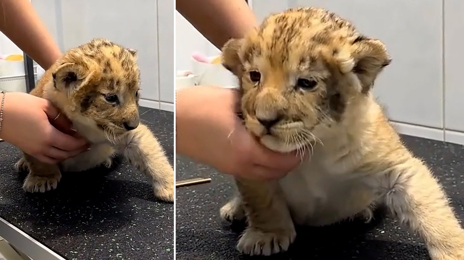 Outcry after lion cub filmed in Russian grooming salon
