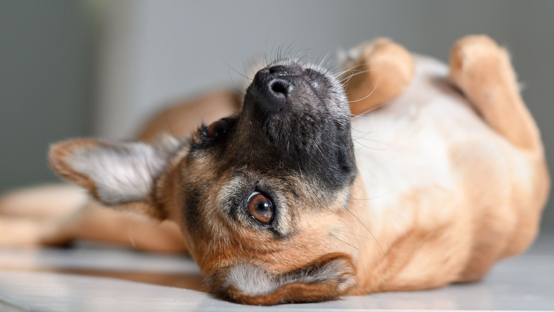 The positions your pet uses to show deep trust and comfort